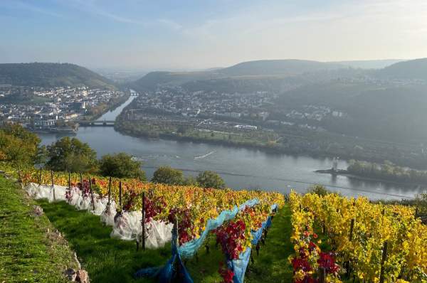 Eltville am Rhein: Die Sekt-, Wein- und Rosenstadt