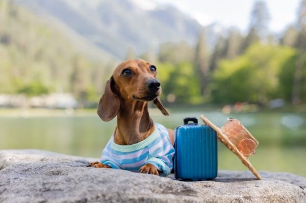 Flusskreuzfahrt mit Hund: 1AVista & MS VistaClassica erleben